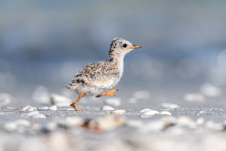 Winners of amateur nature photo contest announced - Cape Coral Breeze